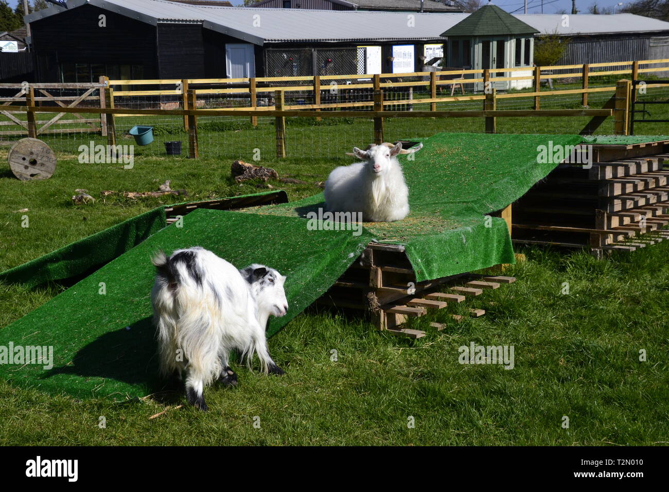 Bucks Goat Centre, Stoke Mandeville, Aylesbury, Buckinghamshire, UK ...