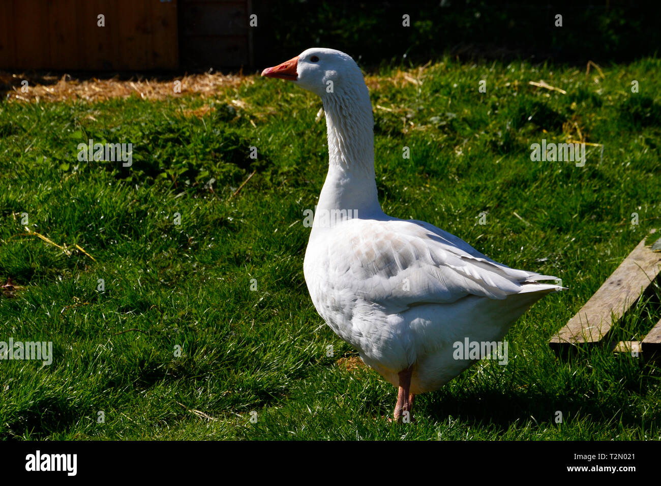 Friendly goose hi-res stock photography and images - Alamy