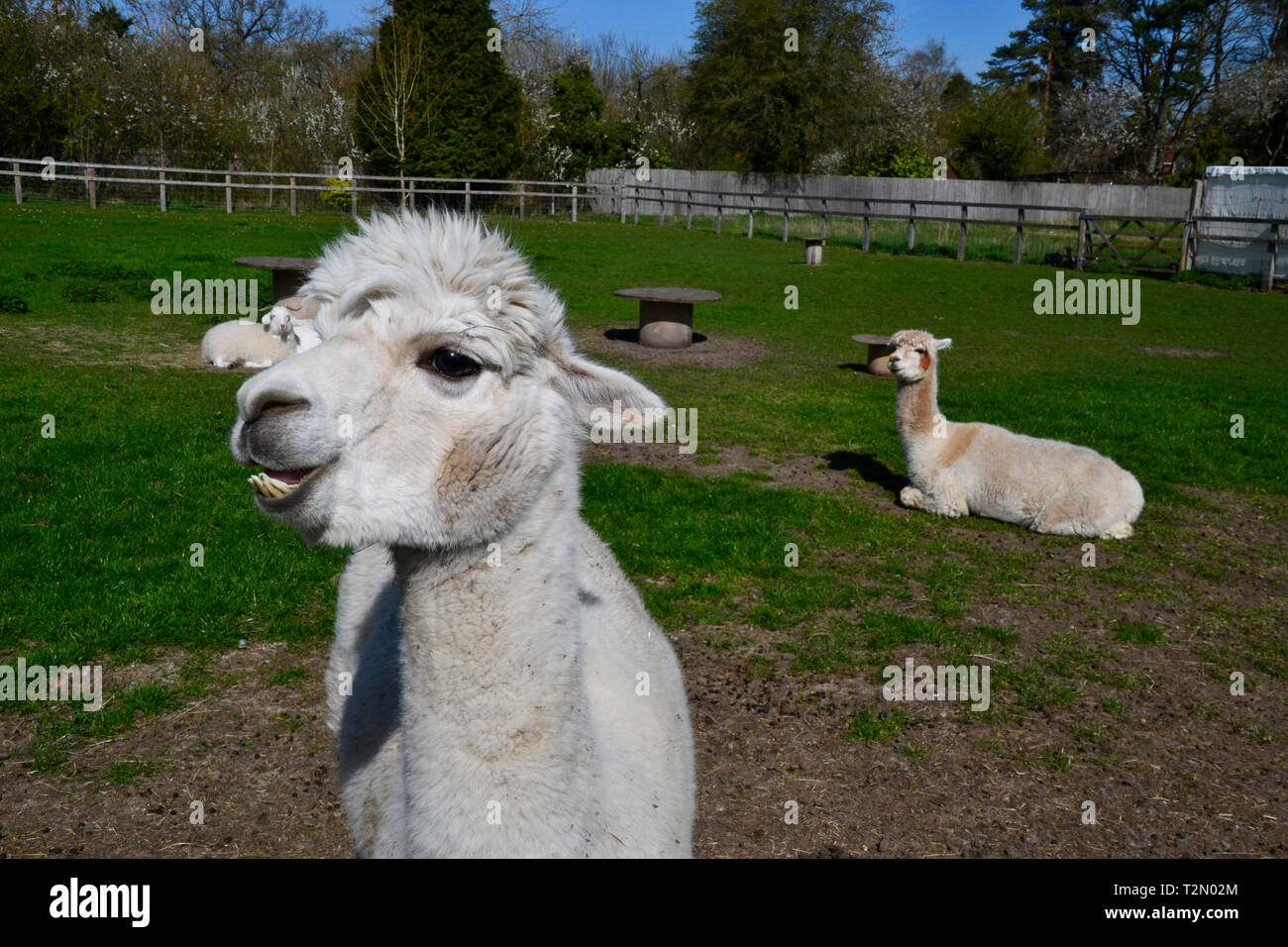 Alpaca goat hi-res stock photography and images - Alamy