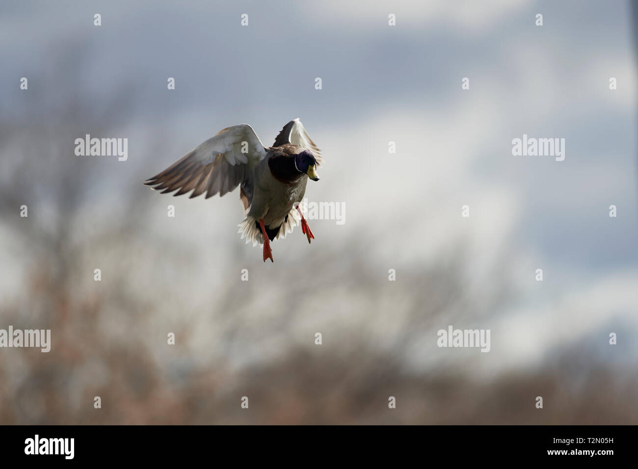 Quick moving bird hi-res stock photography and images - Alamy