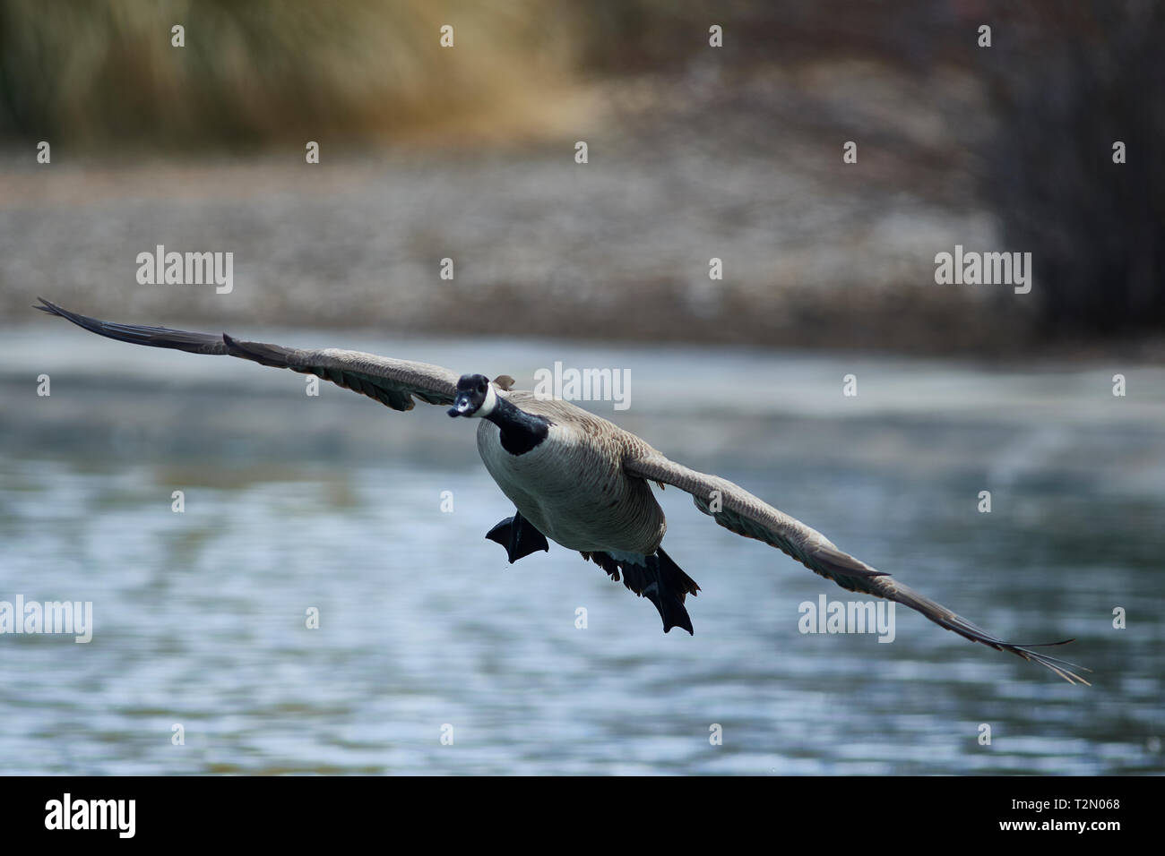 Quick moving bird hi-res stock photography and images - Alamy