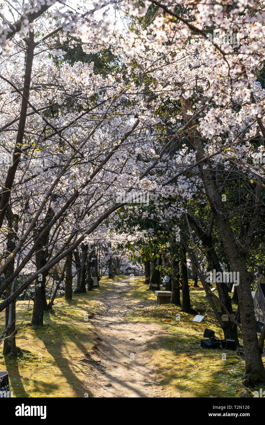 Pink cherry blossom trees along the pathway hi-res stock photography ...