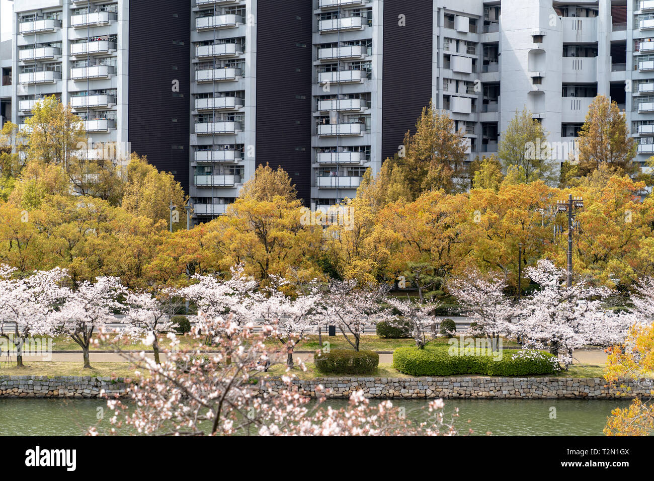 Three cherry trees of japan hi-res stock photography and images - Alamy