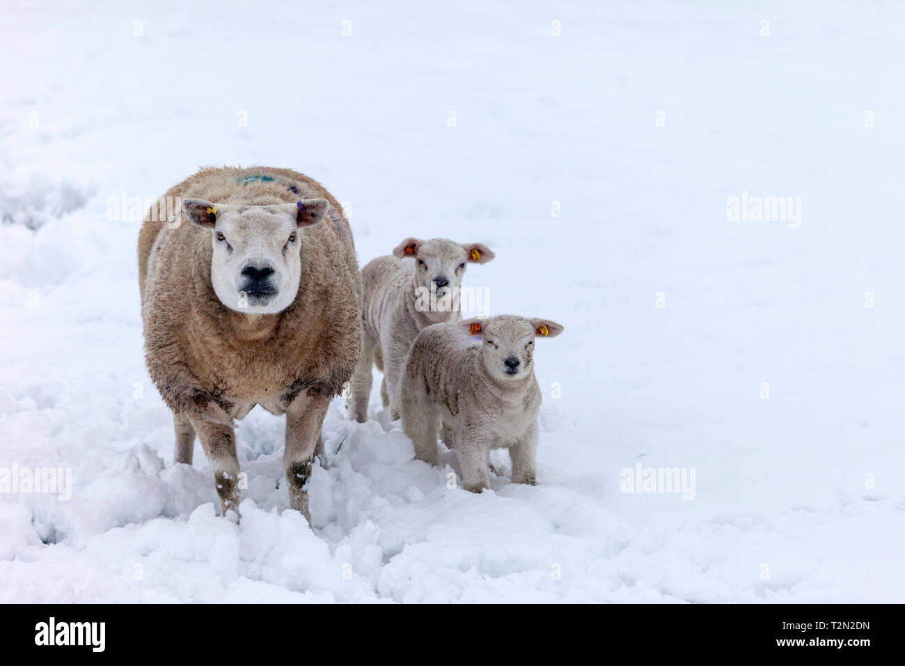 Short and sharp hi-res stock photography and images - Alamy