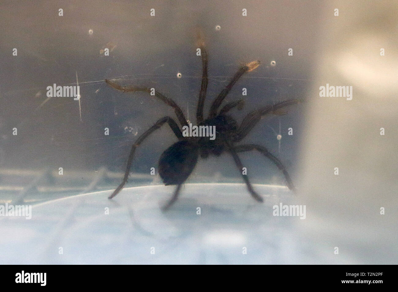 (190403) -- QUEZON CITY, April 3, 2019 (Xinhua) -- Photo taken on April ...