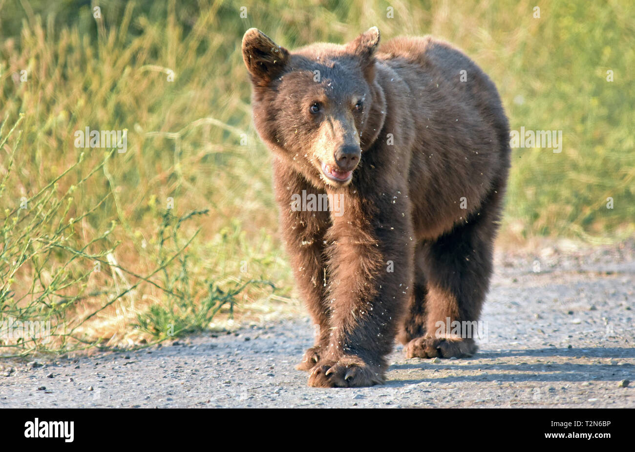 Wildfire bear cub hi-res stock photography and images - Alamy