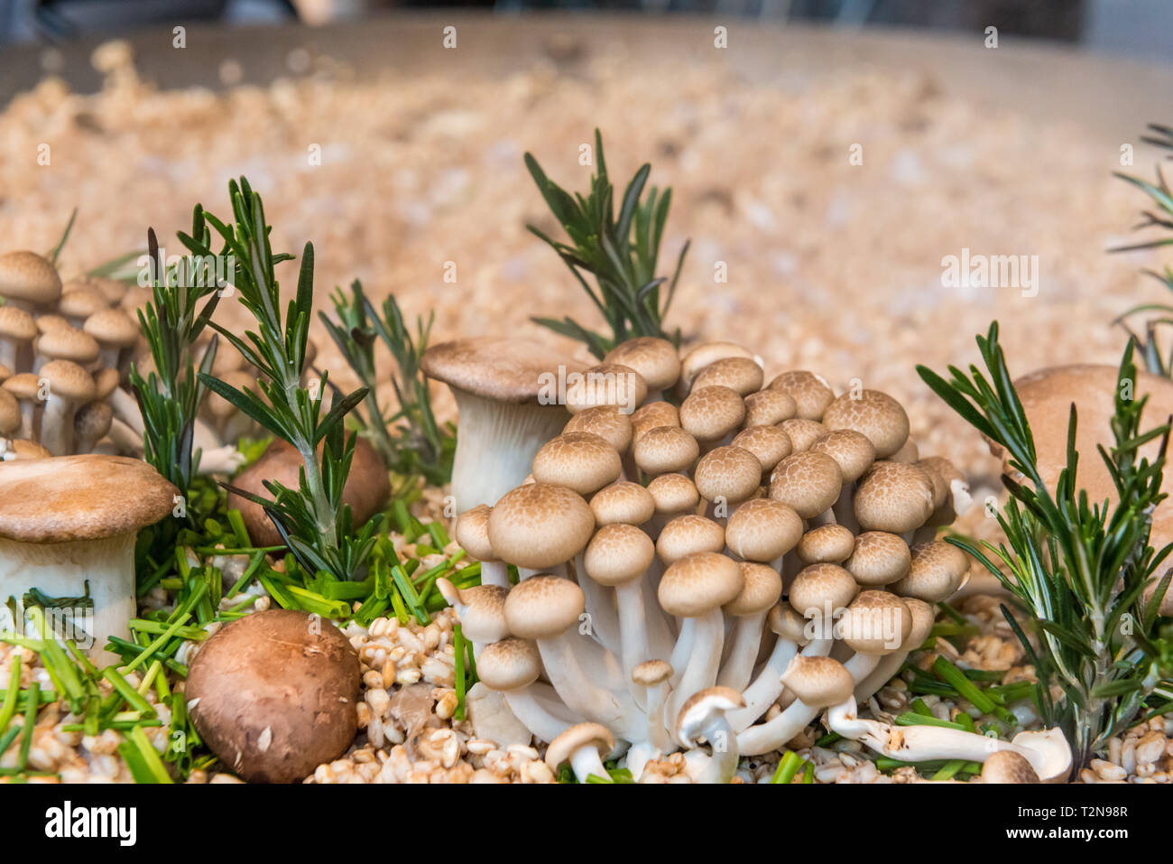 Wild turnips hi-res stock photography and images - Alamy