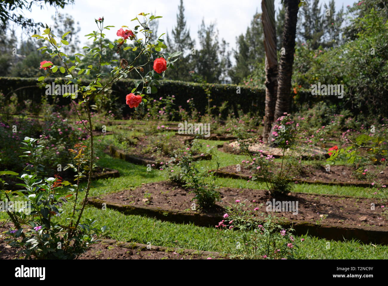 Kigali, Rwanda. 31st Mar, 2019. Roses grow on mass graves in the ...