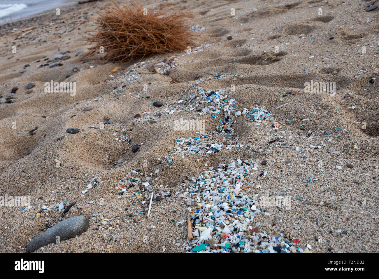 Microplastics scattered along the beach of Schiavonea, transported from ...