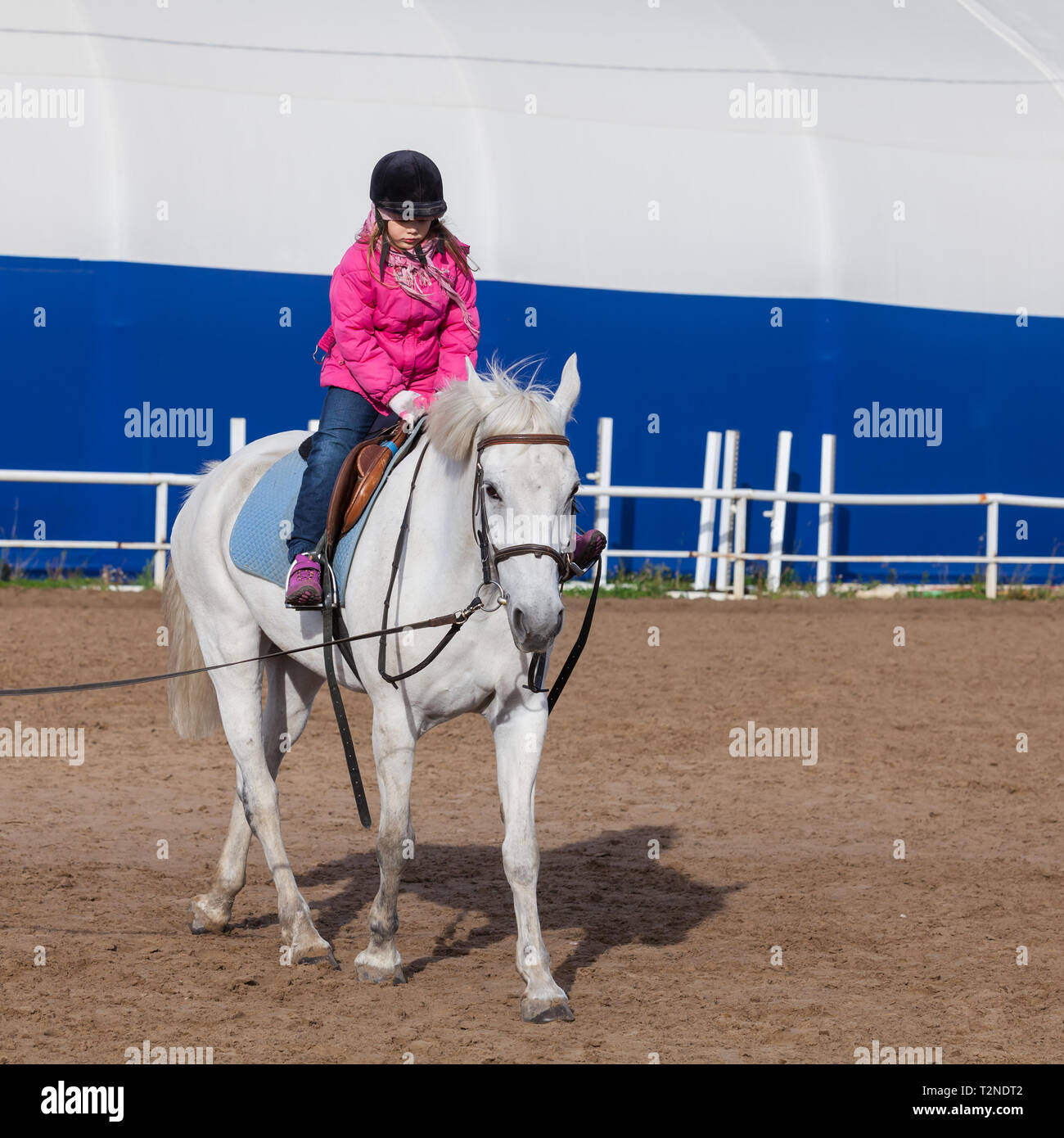Beginner riding lessons, little girl rides white horse on riding field ...