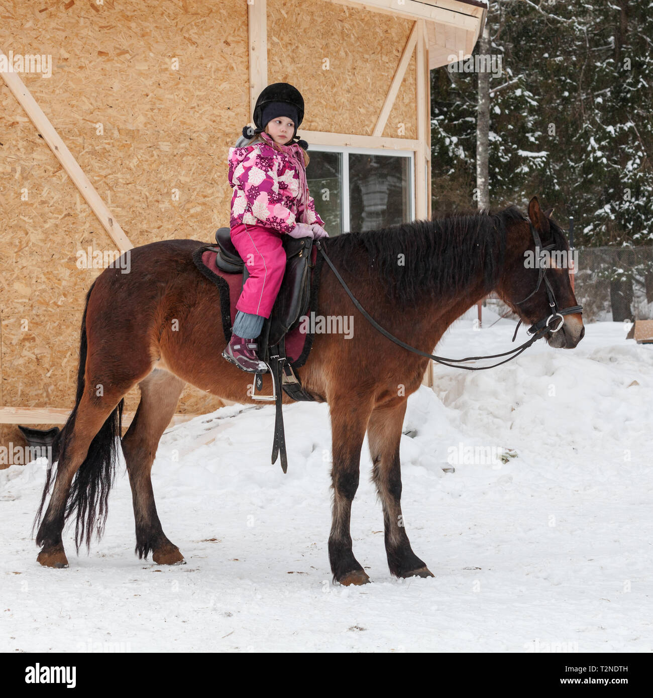 Beginner riding lessons, little girl with brown horse stand on snowy ...
