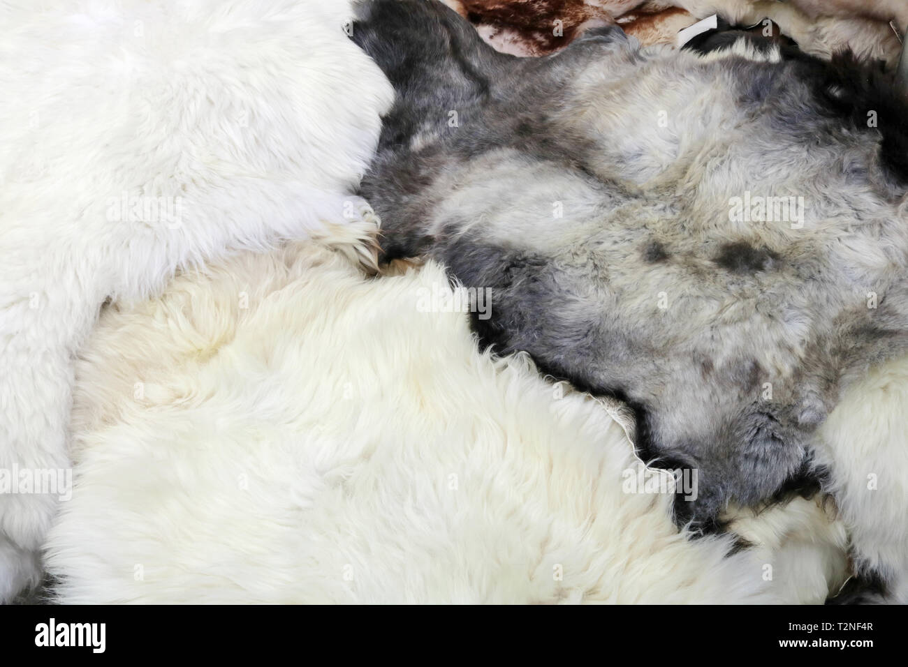 Fluffy sheep skins with soft white and cured fur are processed manually ...