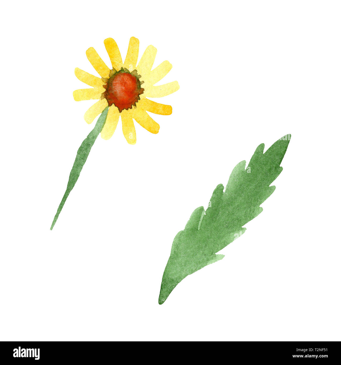 Yellow daisy floral botanical flower. Wild spring leaf wildflower ...