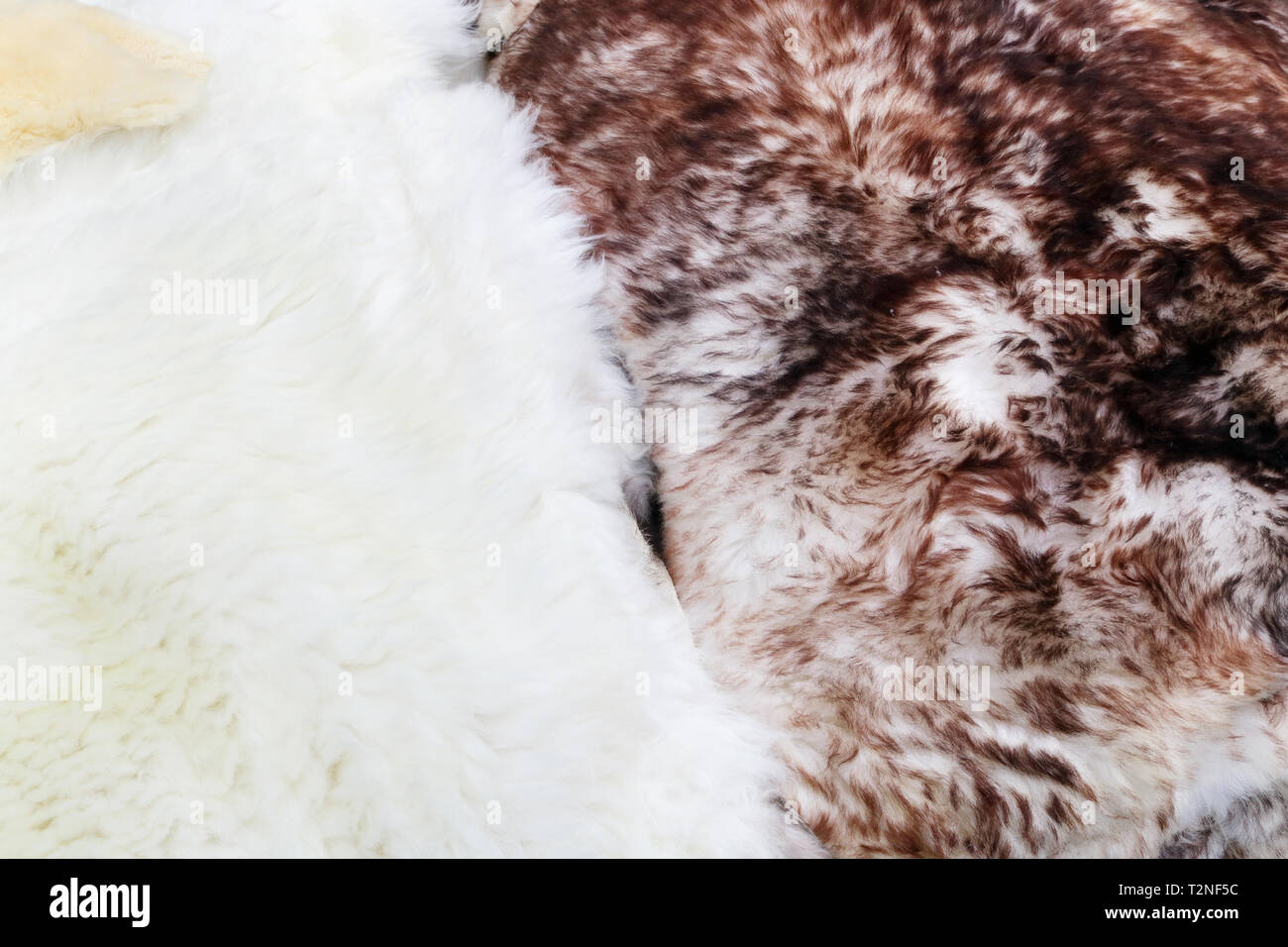 Fluffy sheep skins with soft white and red fur are processed manually ...
