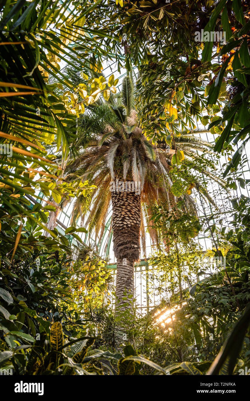 Low angle view of the tall palm tree in the palmarium, the palm ...