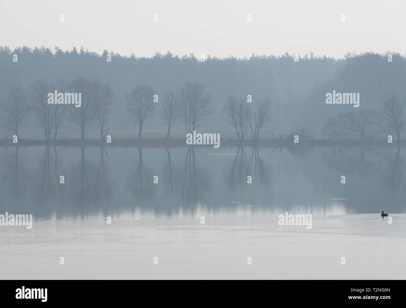 early morning at a grey moody lake Stock Photo - Alamy