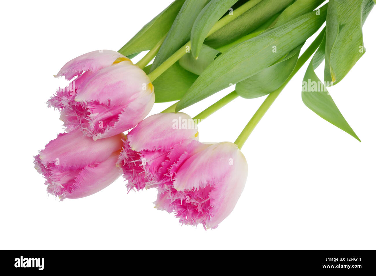Five pink tulips green hi-res stock photography and images - Alamy
