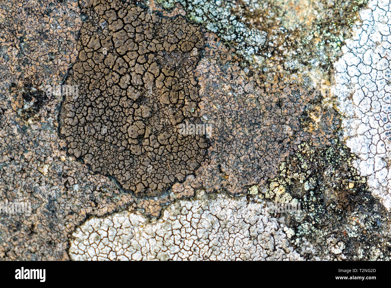 Lichen of different species on a rock Stock Photo - Alamy
