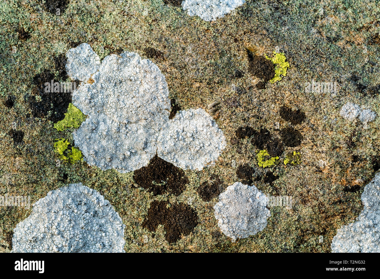 Lichen of different species on a rock Stock Photo - Alamy