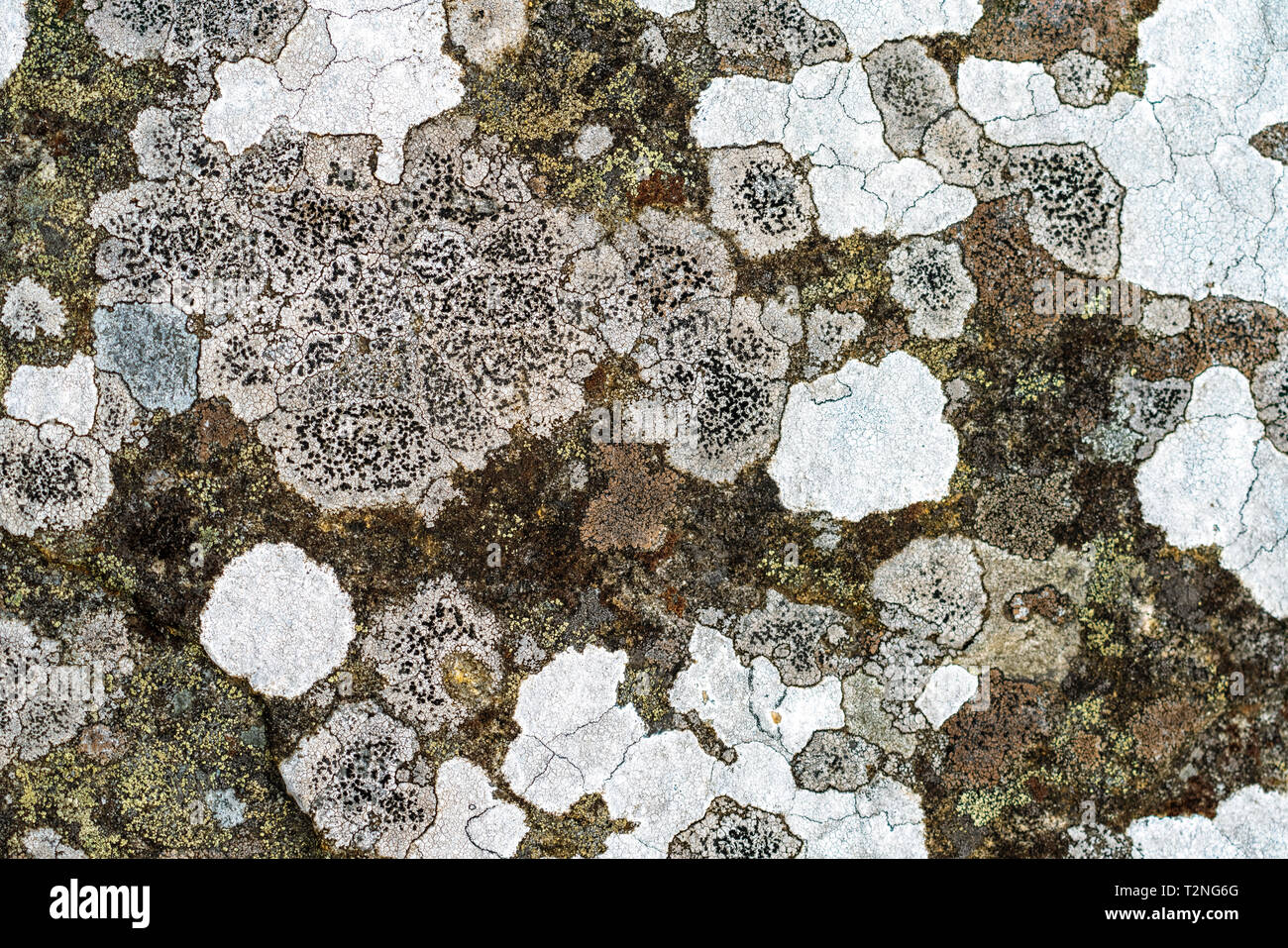 Old forest indicator species hi-res stock photography and images - Alamy