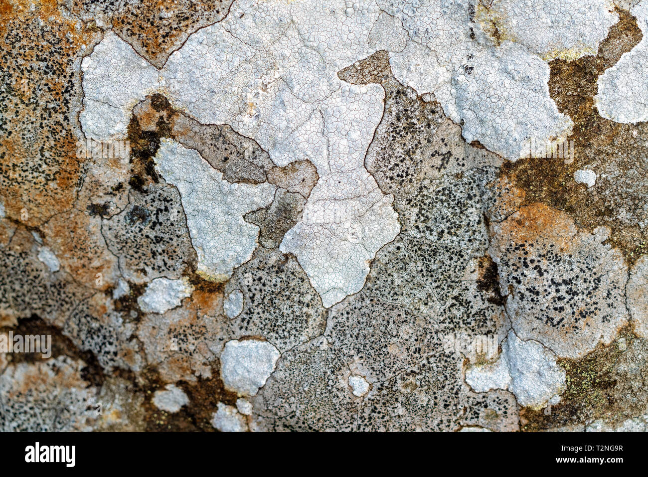 Old forest indicator species hi-res stock photography and images - Alamy