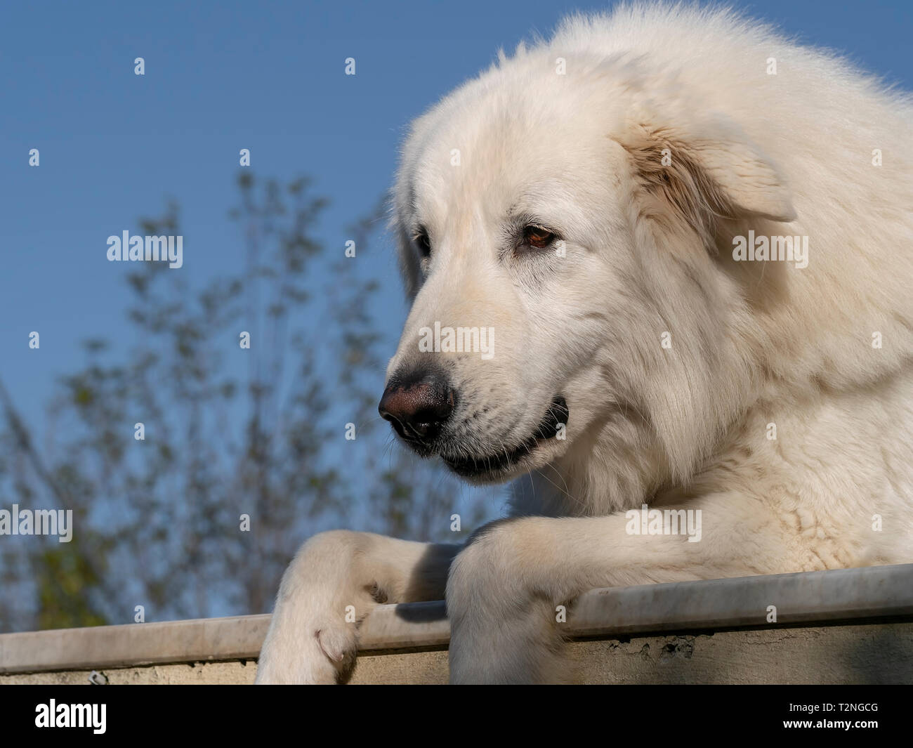 Can A Bakharwal Dog Guard A Home