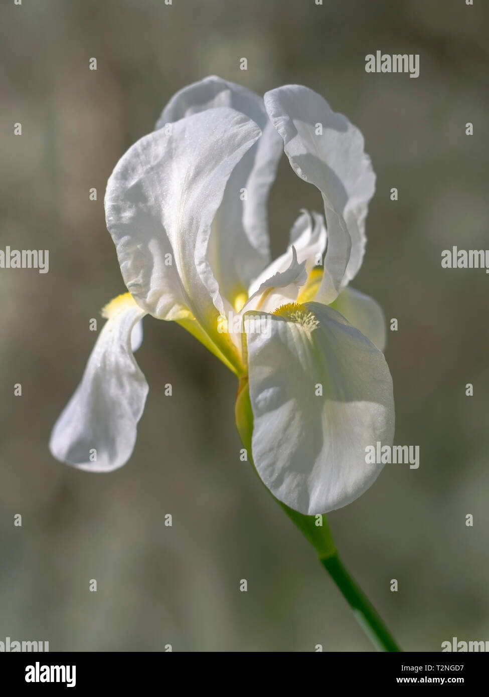 Beautiful white and yellow Bearded Iris Germanica flower in nature ...