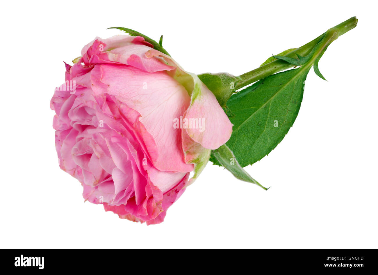Very small perfect lonely pink rose flower lie on table. Isolated on ...