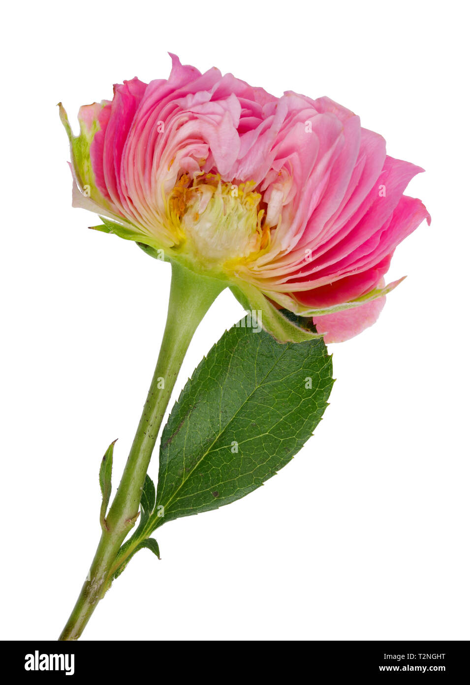 Cross Section Of A Rose