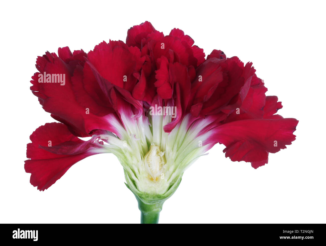 Flower bud cross section hi-res stock photography and images - Alamy