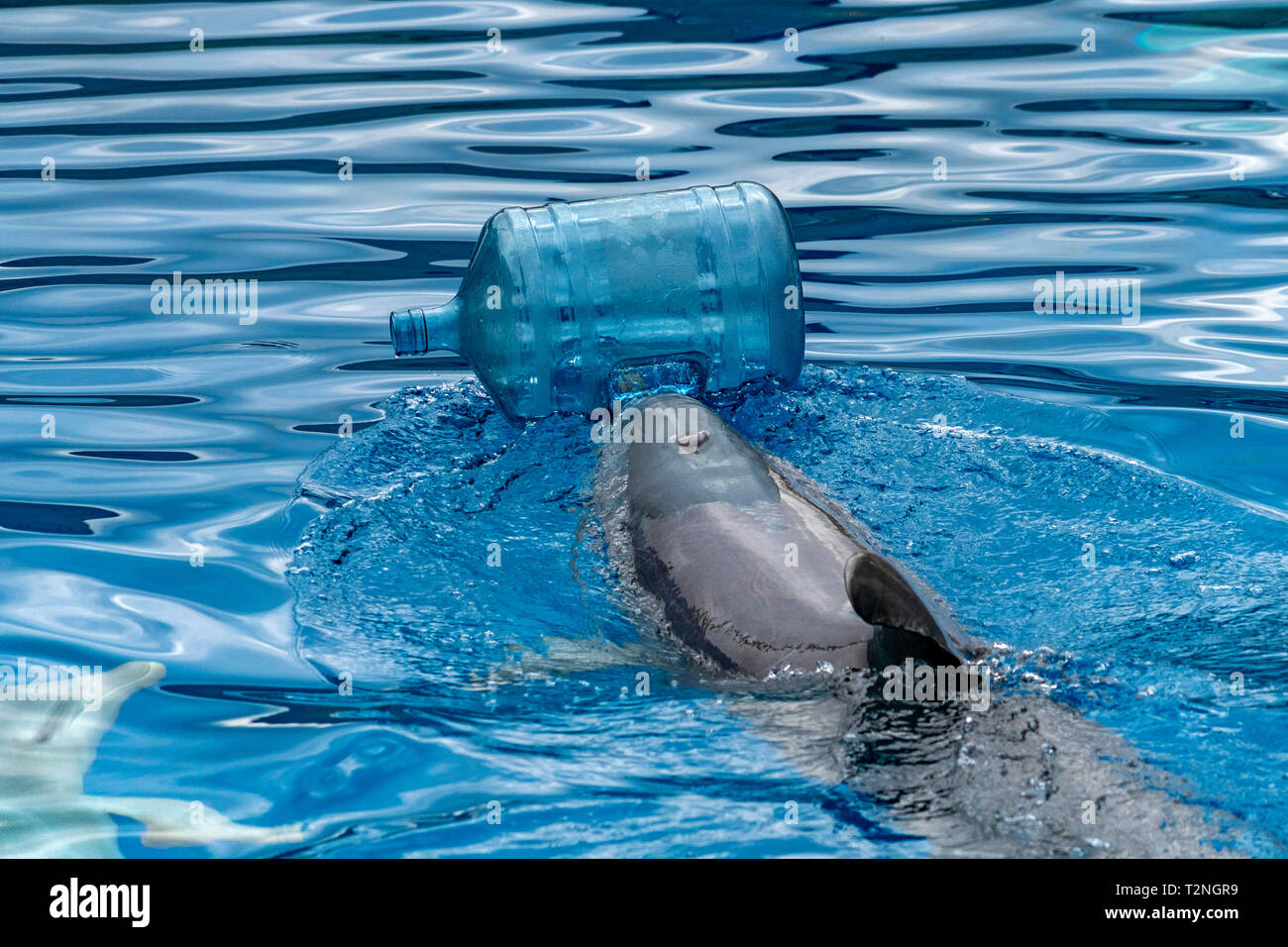 Dolphin pushing plastic bottle cleaning the sea Stock Photo - Alamy