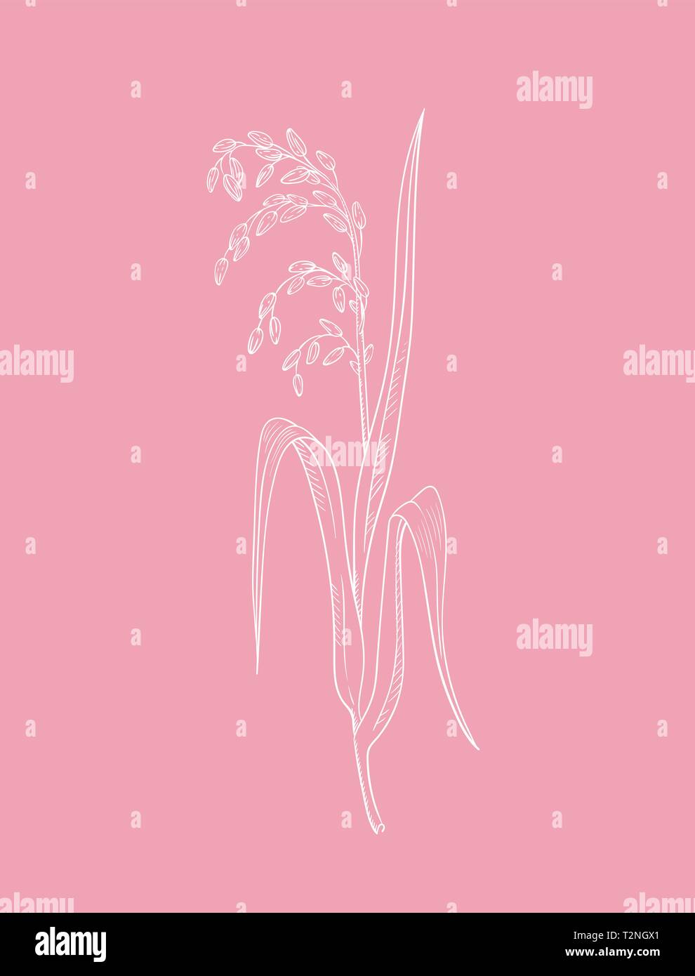 Pink rice plant botanical illustration vector outline drawing of rice ...