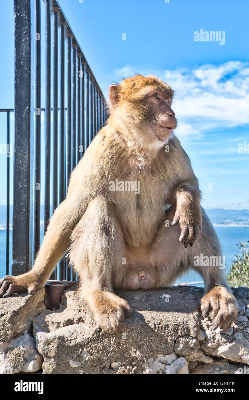 The famous monkeys of Gibraltar are one of the attractions of the rock ...