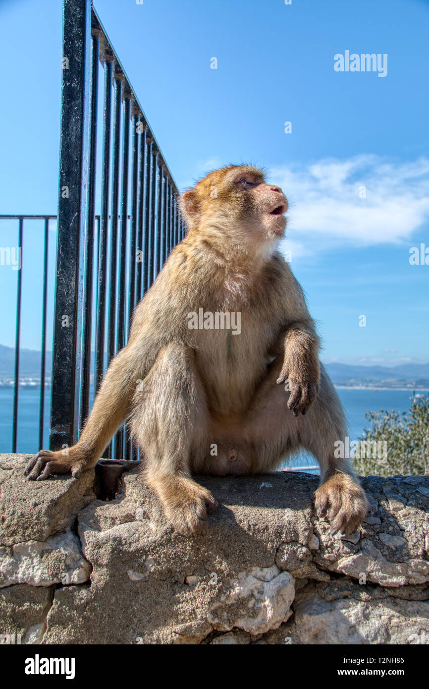 The famous apes of Gibraltar are one of the attractions of the rock ...