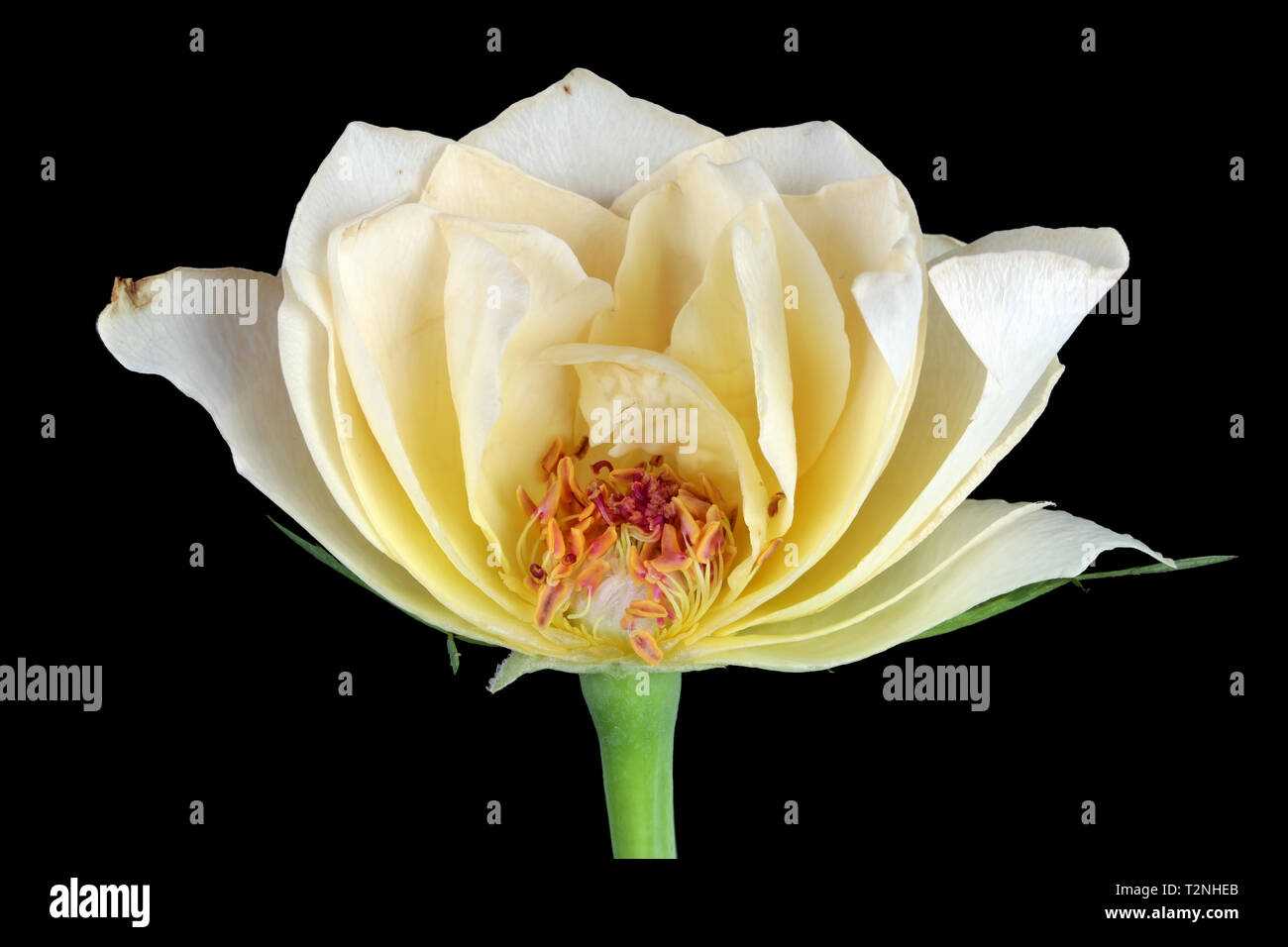 Flower bud cross section hi-res stock photography and images - Alamy