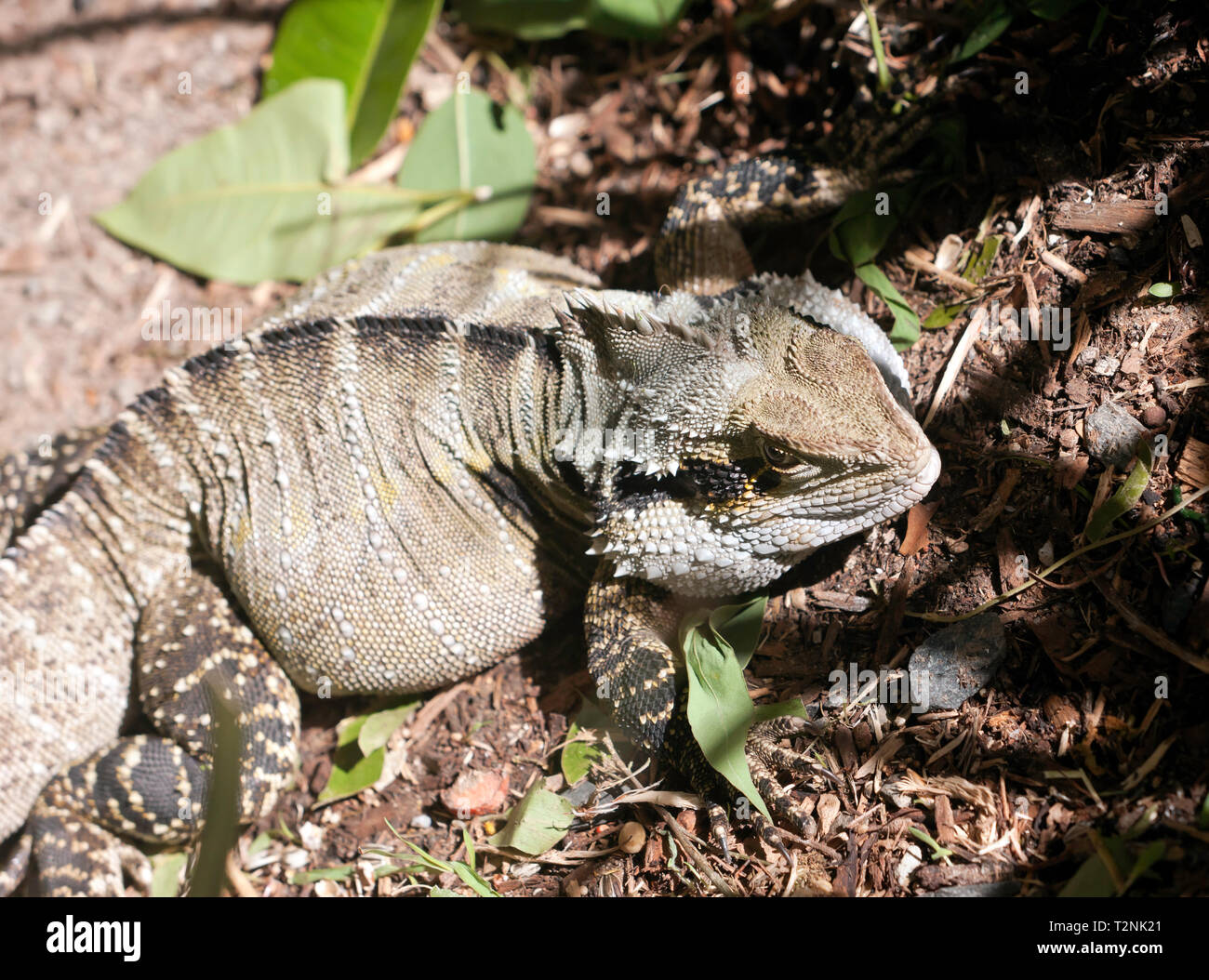 Bearded dragon at Hartley's Crocodile Adventures, Captain Cook Highway ...