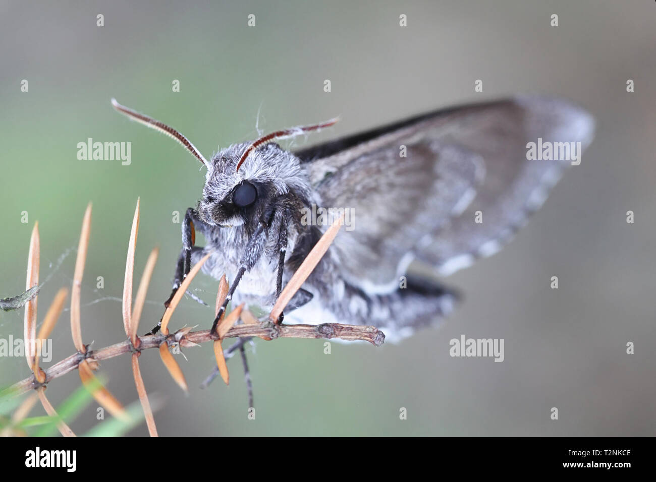 Sphinx pinastri, the pine hawk-moth resting on common juniper ...