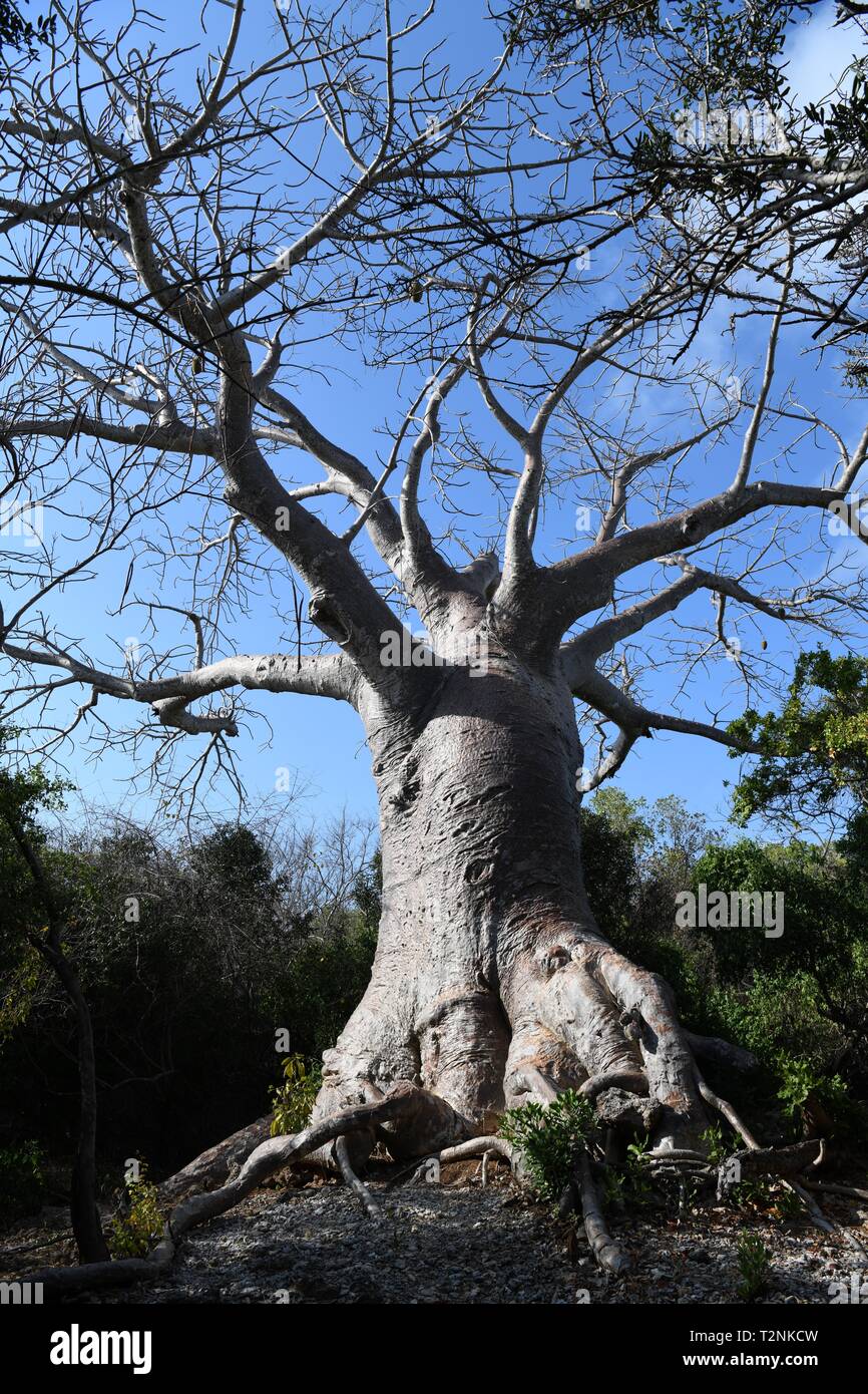 Baobab tree on Azura Quilalea Private Island, Quirimbas Archipelago ...