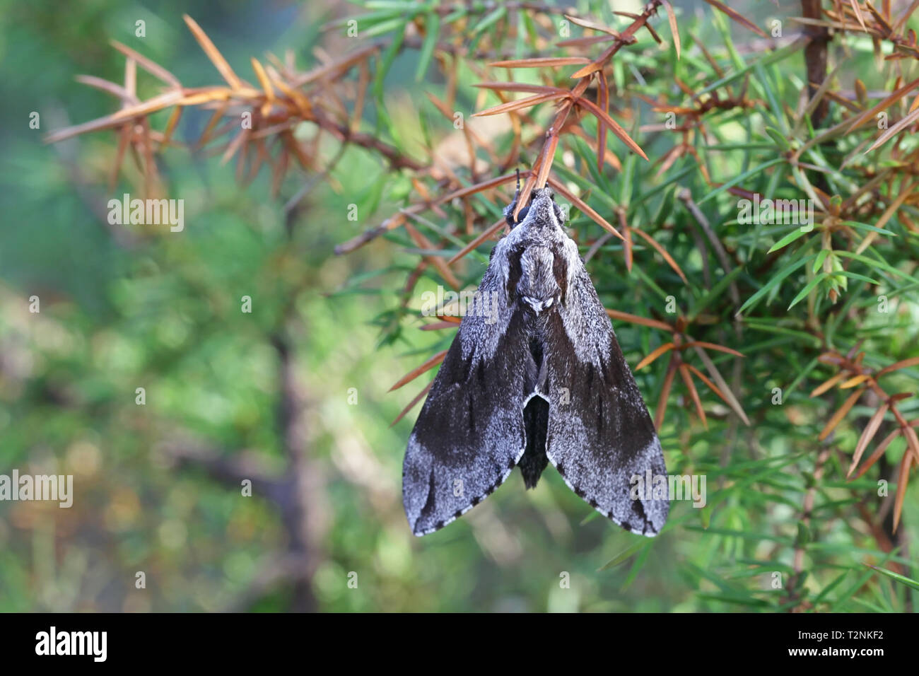 Sphinx pinastri, the pine hawk-moth resting on common juniper ...