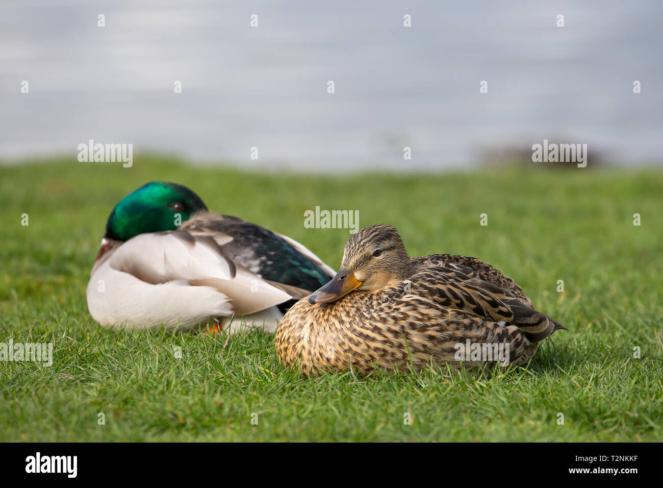 Close up of male & female wild mallard ducks (Anas platyrhynchos ...