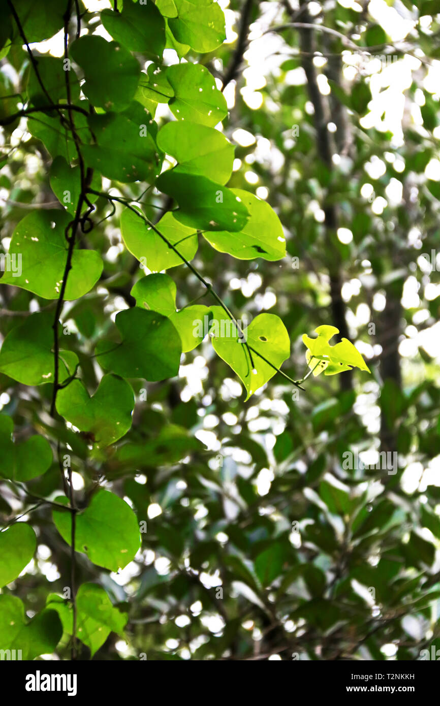 Heart shaped green leaves on natural background Stock Photo - Alamy