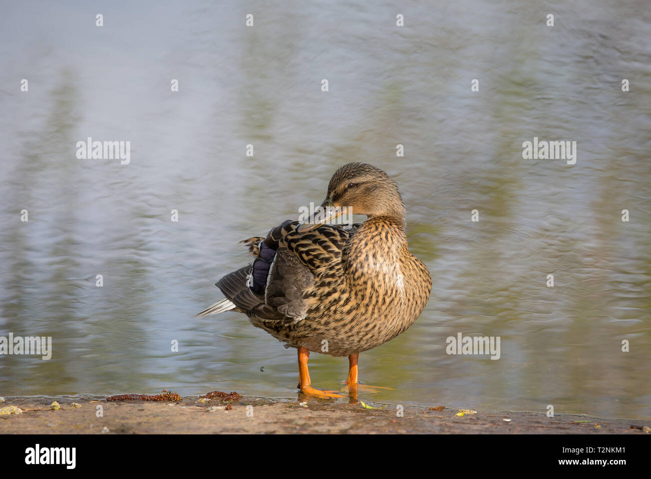 Mallard Duck Facing Forward High Resolution Stock Photography and ...