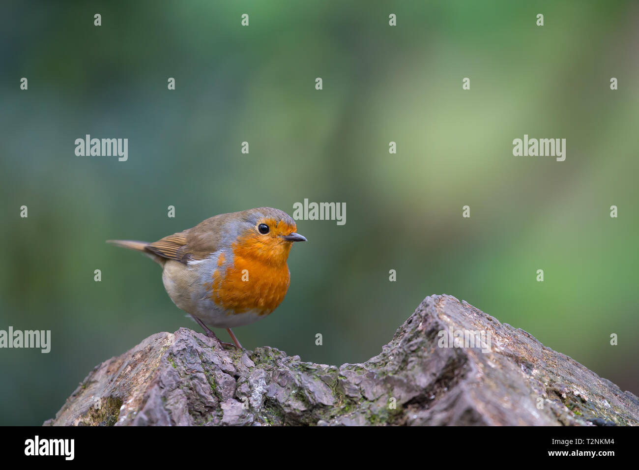 Robin Lee High Resolution Stock Photography and Images - Alamy