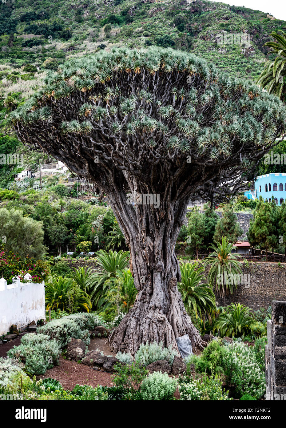 Famous Drago Milenario detailed view in Icod de los Vinos, Tenerife ...