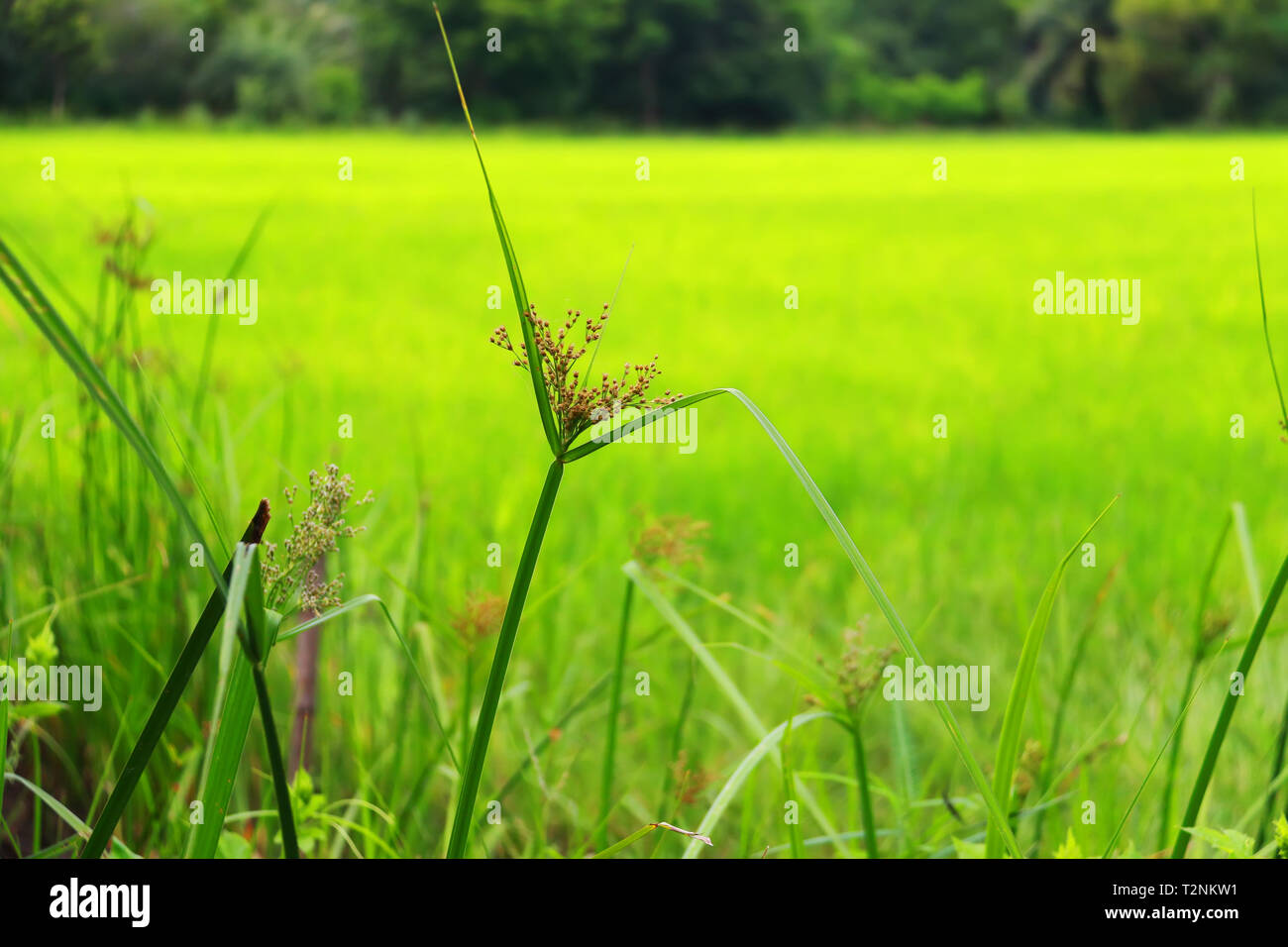 Rice paddy field of agricultural at rural in Thailand Stock Photo - Alamy
