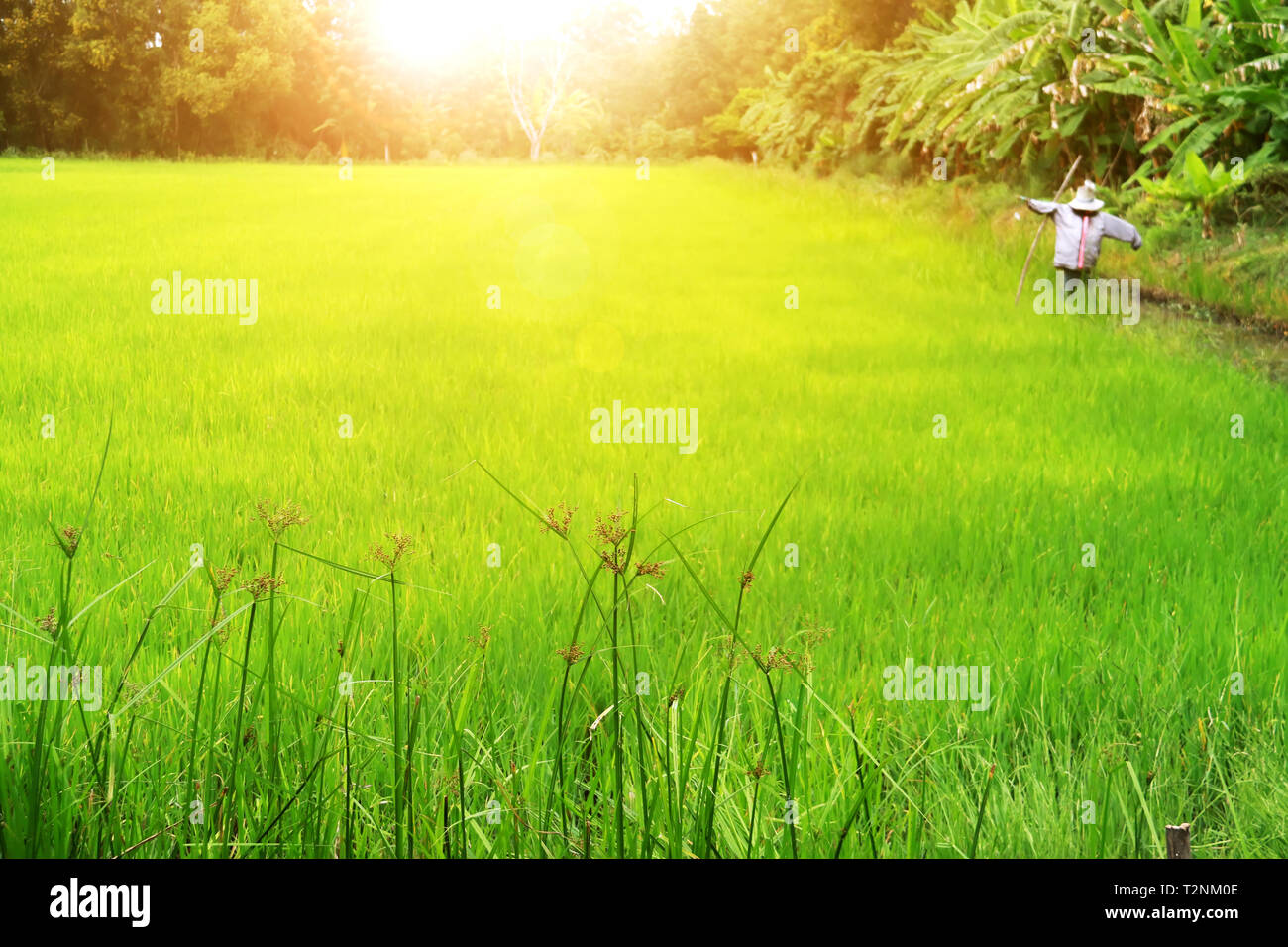 Rice paddy field of agricultural at rural in Thailand Stock Photo - Alamy