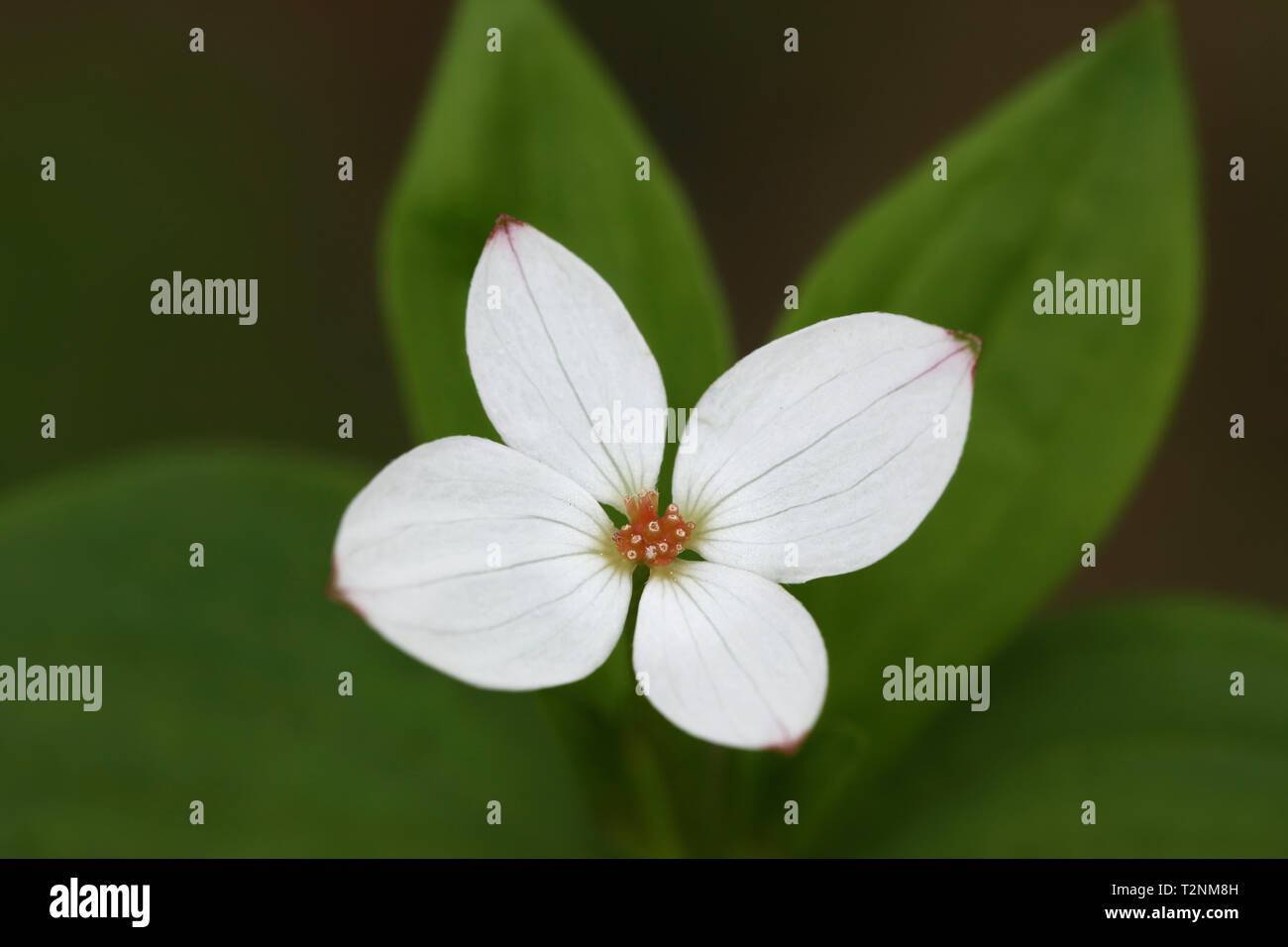 Cornus suecica, the dwarf cornel or bunchberry Stock Photo - Alamy