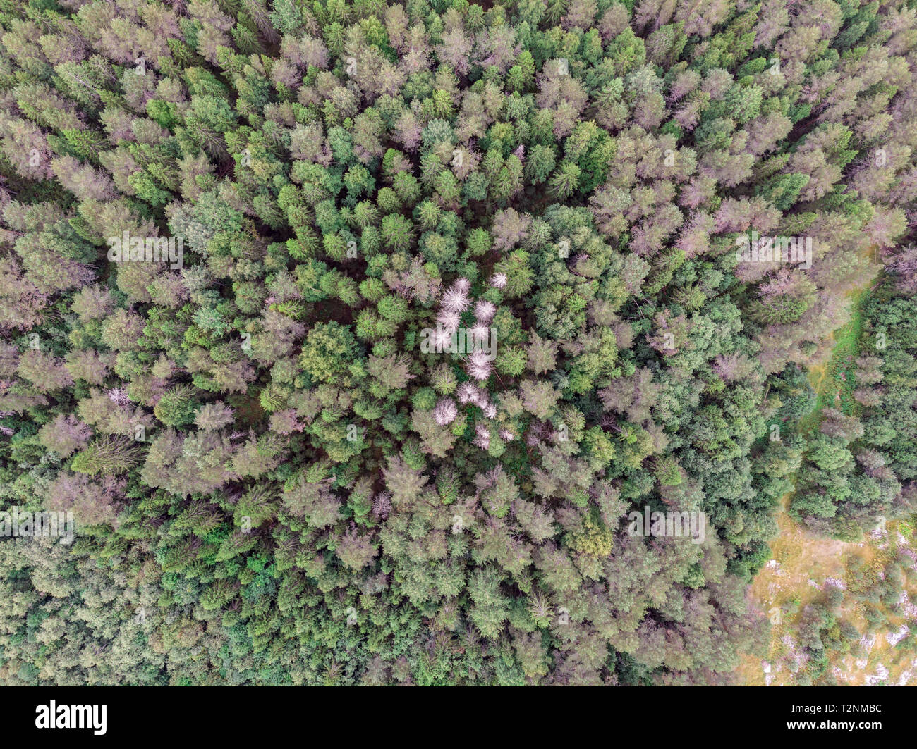 Green forest sunset from air hi-res stock photography and images - Alamy