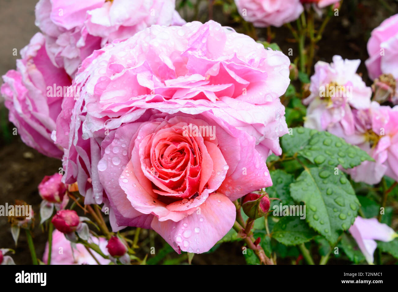 Rose with Raindrops Stock Photo - Alamy