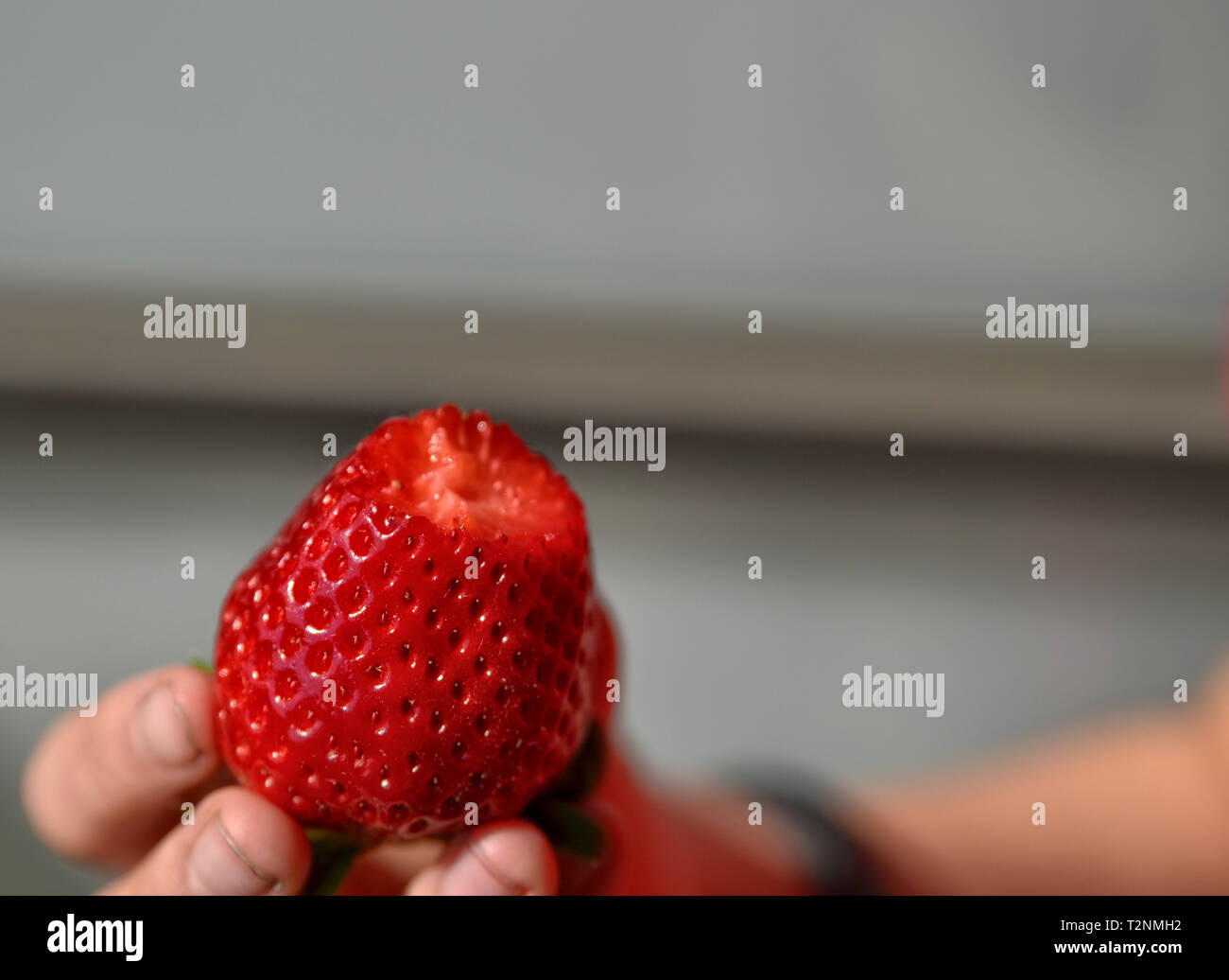 The fingers of a Caucasian boy's hand support a strawberry: it has been ...
